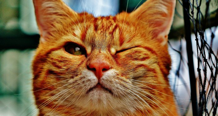 How to PCS Move with Pets and Not Regret It